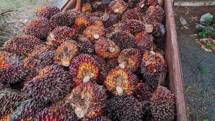 Harga TBS Kelapa Sawit Plasma Riau Periode 10–16 Juni 2026: Turun Tipis ...