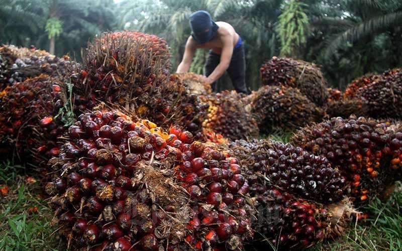 Produksi Sawit Indonesia 2025 Naik, Ekspor Tembus Rp590 Triliun